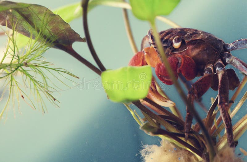 Crab like a insect stock photo. Image of clean, freshwater - 25643782
