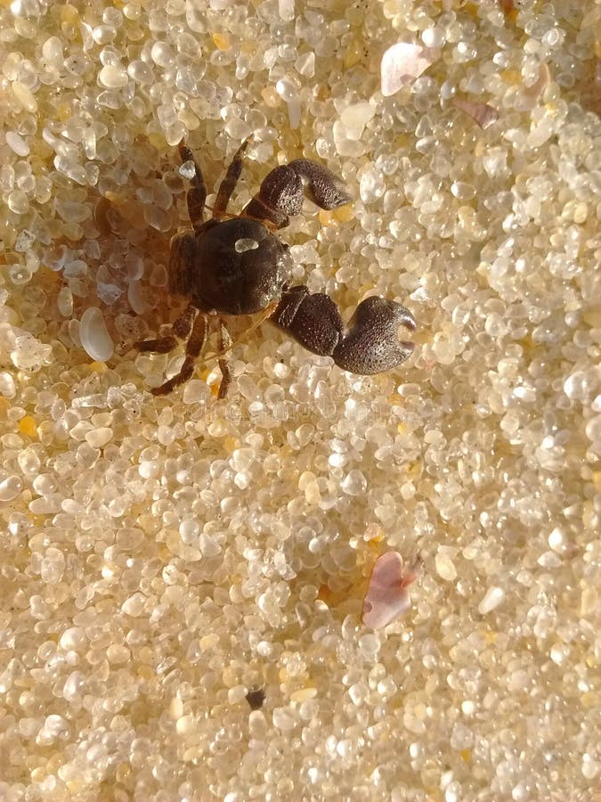 Crab stock image. Image of little, crab, invertebrate - 94021055