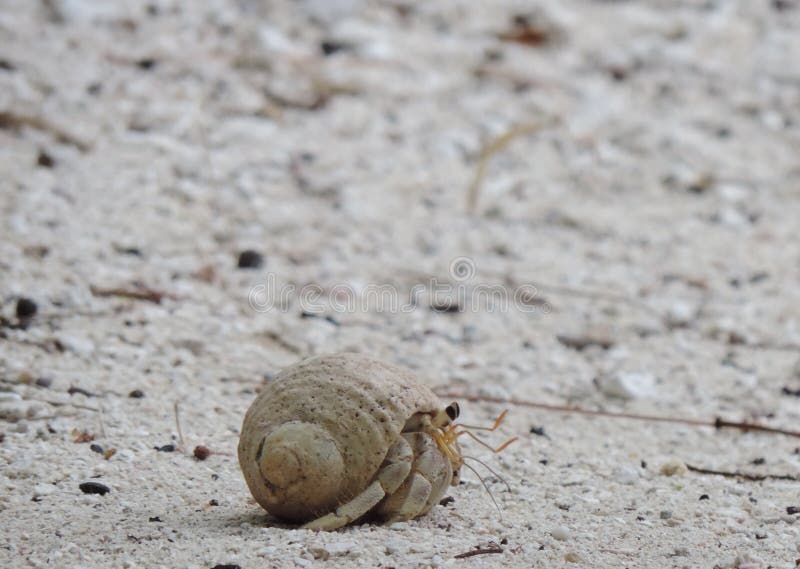 Crab stock photo. Image of full, nature, shell, crab - 77030338