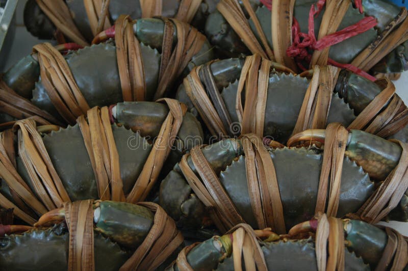 Crab Live on Ice with Tied Claws. Stock Photo - Image of food, fish ...