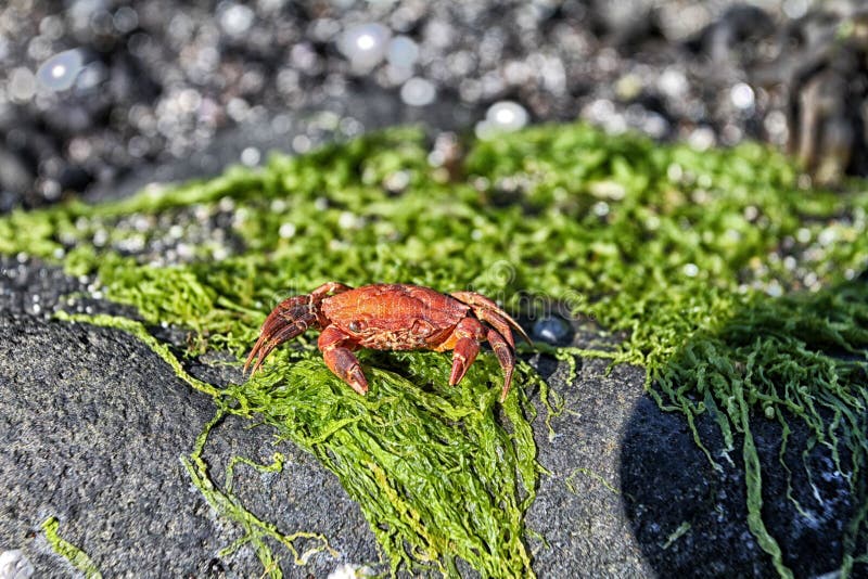 Crab stock photo. Image of background, marine, algae - 97865200
