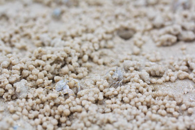 Crab making sand balls stock photo. Image of beach, rock - 41952318