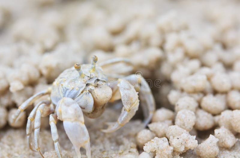 Crab making sand balls stock image. Image of phuket, animal - 41952345