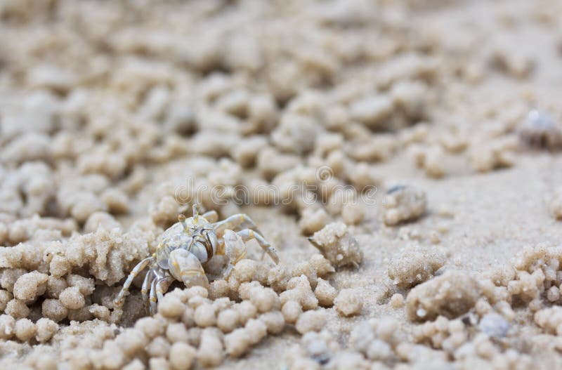 Crab making sand balls stock photo. Image of beach, animal - 42007406