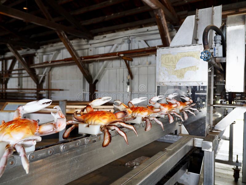 Crab Meat Processing Line Display Stock Image - Image of maryland, chesapeake: 226027807