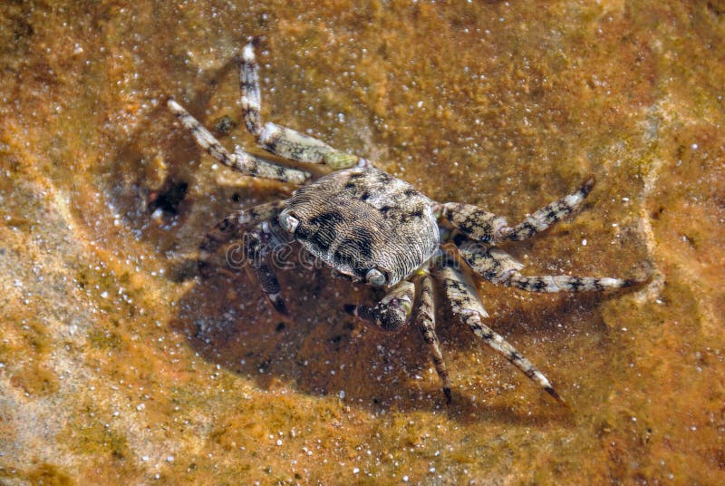 Crab from the Mediterranean Sea. Stock Image - Image of arthropods ...