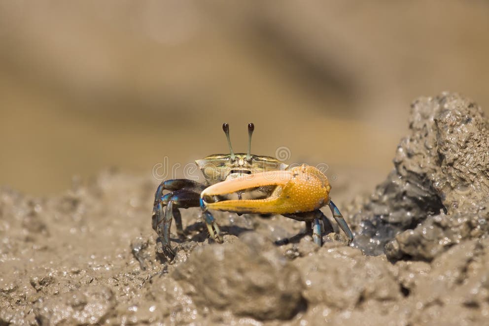 Crab moving on mangrove stock image. Image of animals - 8439887