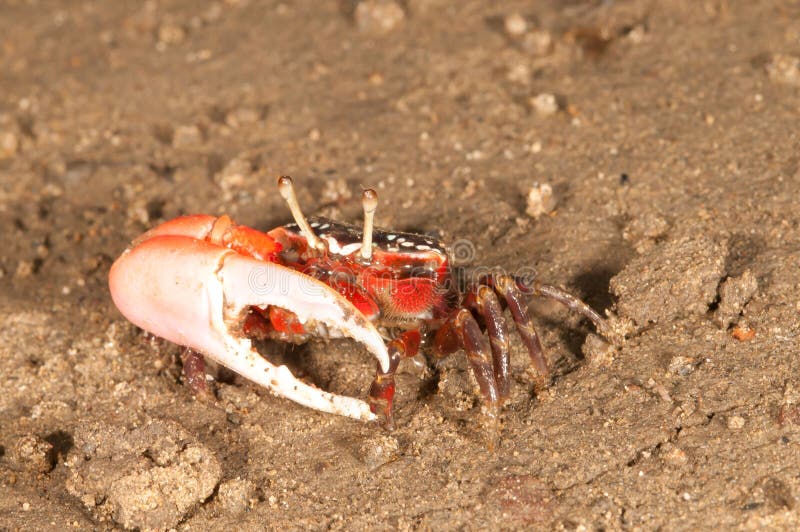 Crab in Mud Banks of Mangrove Stock Image - Image of marine, outdoor ...