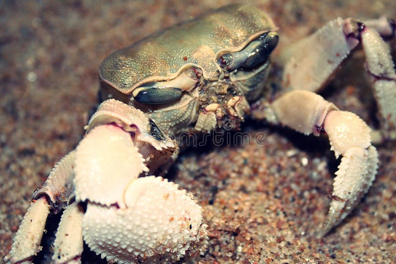 Animal, Sand and Group of Penguins in Nature for Environment, Ecology ...