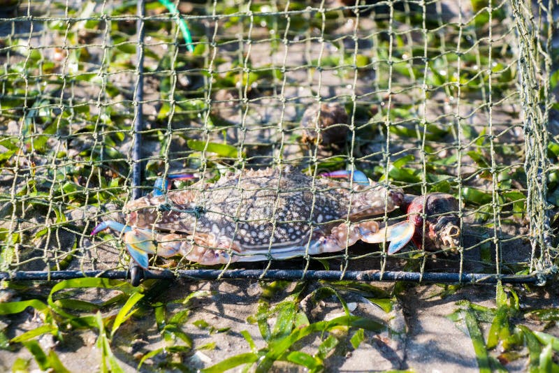 Crab in the net stock image. Image of mesh, pattern, pond - 43556695