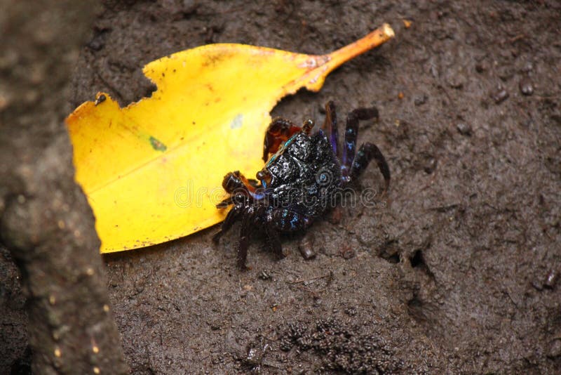 Crab stock image. Image of cool, mammal, sixleg, snow - 91537347