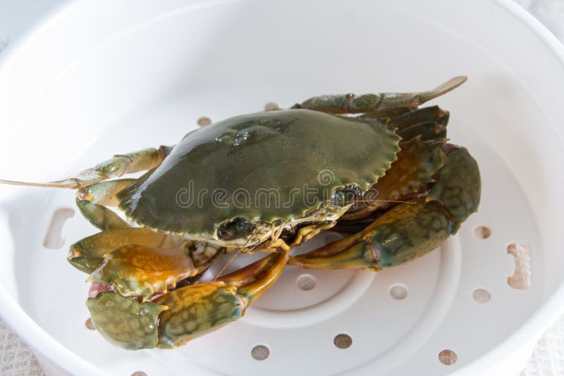 Crab on plate stock photo. Image of close, cook, animal - 111778666