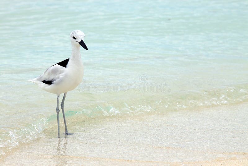 Crab Plover 3 stock image. Image of wader, beak, dromas - 10812085