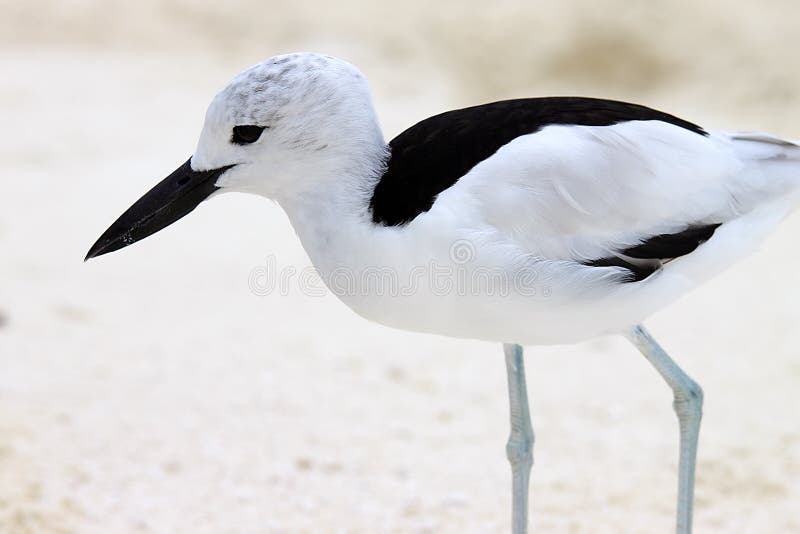 Crab Plover 4 stock photo. Image of shorebird, dromas - 10811942