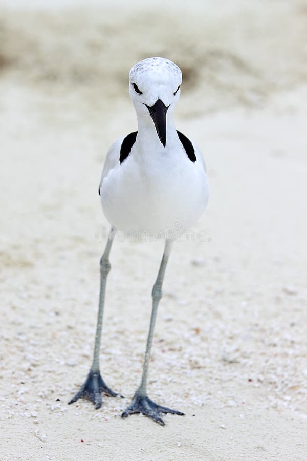 Crab Plover 8 stock image. Image of view, dromas, beak - 10812161