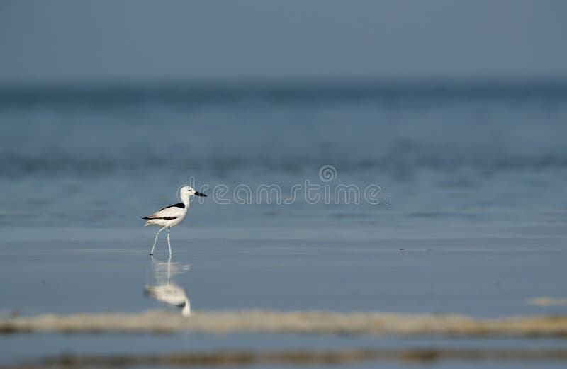 Crab Plover at Busaiteen Beach, Bahrain Stock Photo - Image of wild ...
