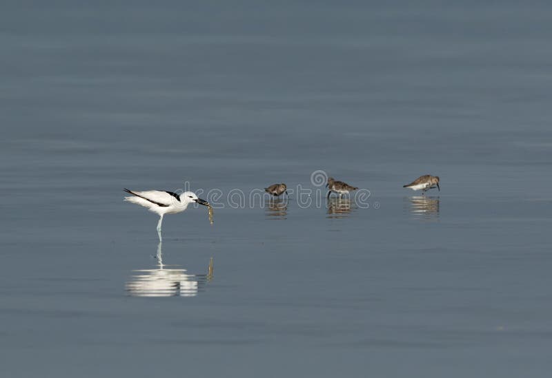 Crab plover eating crab stock photo. Image of chordata - 202015650