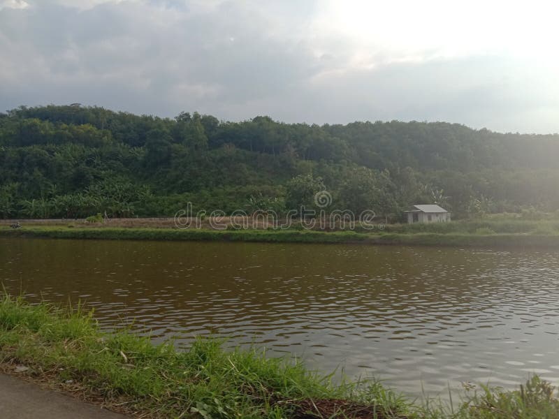 Crab pond stock image. Image of wetland, crabby, tree - 201392815