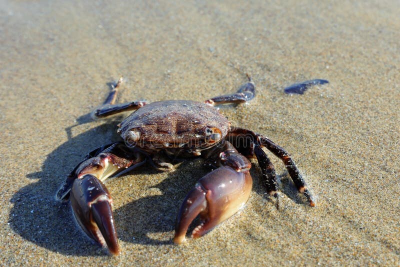Crab with Powerful Claws on the Seashore Stock Image - Image of macro ...