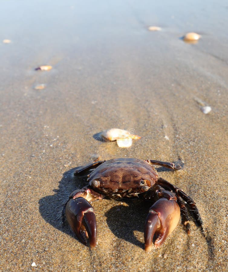 Crab with Powerful Claws on the Seashore Stock Photo - Image of sandy ...