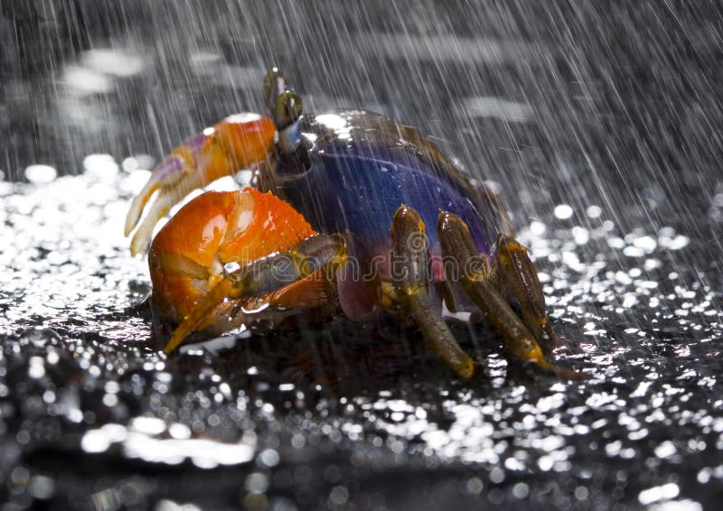 Crab In The Rain Picture. Image: 2104510