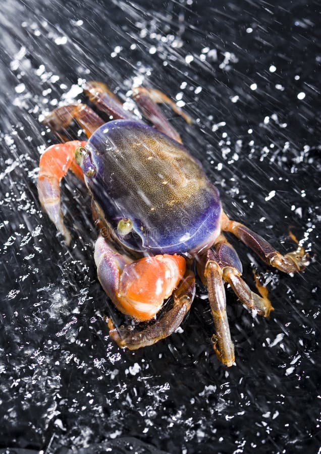 Crab in the rain stock photo. Image of abdomen, drops - 2104520