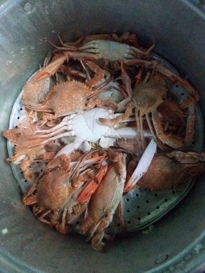 Crab, Rajungan, Kepiting, Hasil, Reell Stock Image - Image of organism ...