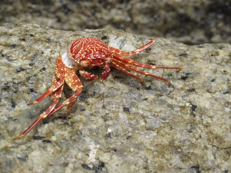 Crab stock photo. Image of animal, crab, redcrab, wave - 42696304