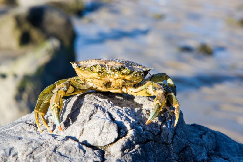 Common Rock Crab Standing in Rock Pool Stock Image - Image of water ...