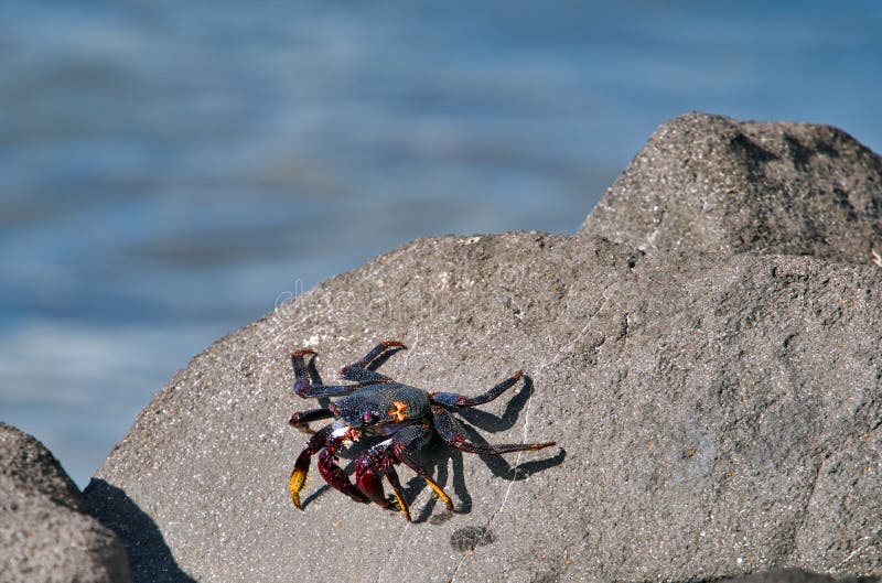 A crab on rock stock photo. Image of green, small, fish - 268968492