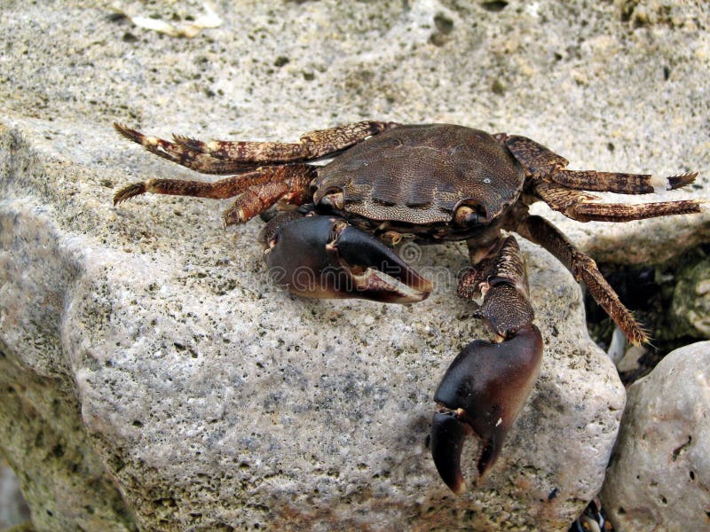 Crab on a Rock at the Beach Stock Image - Image of background ...