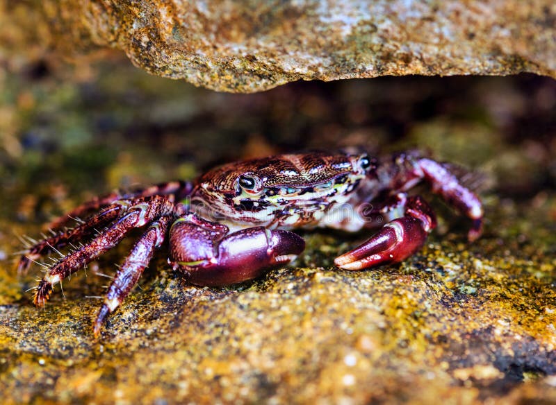 Crab on the rock stock photo. Image of white, stone, beach - 32501828