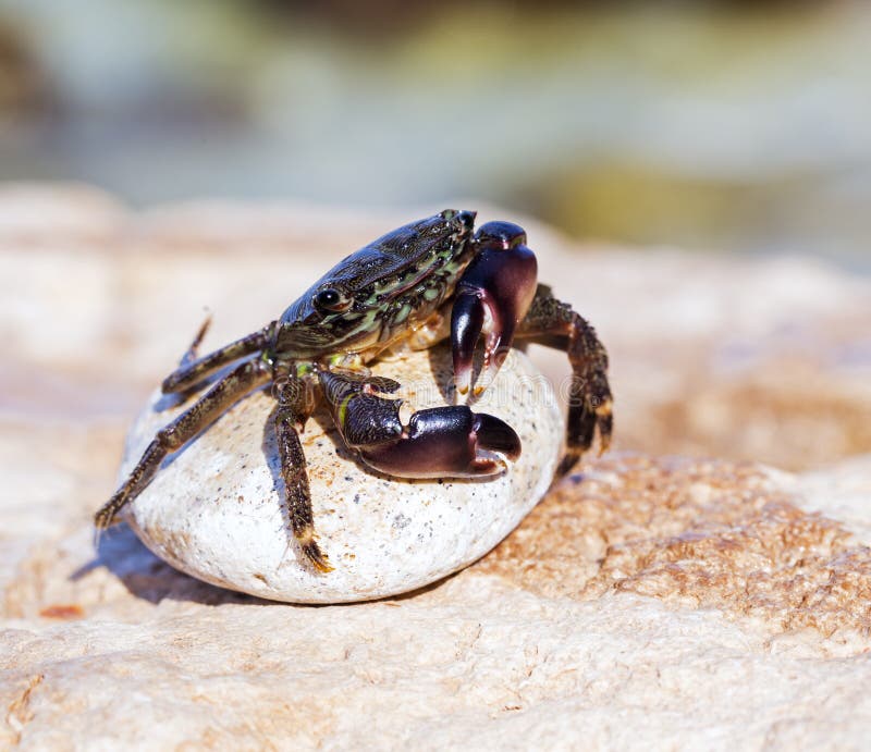 Crab on the rock stock photo. Image of white, stone, beach - 32501828