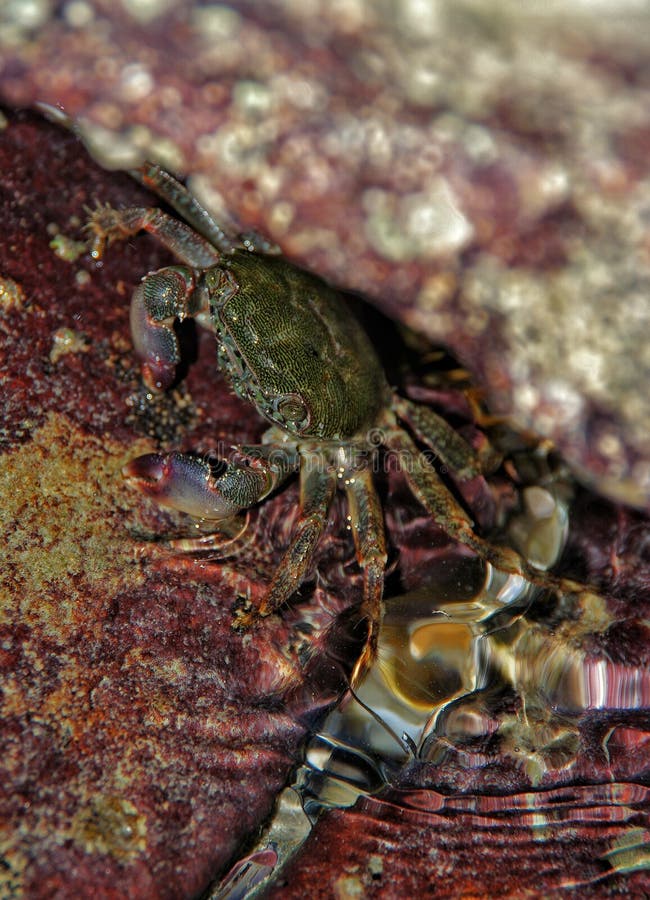 Crab on rock stock image. Image of underwater, water - 100498737