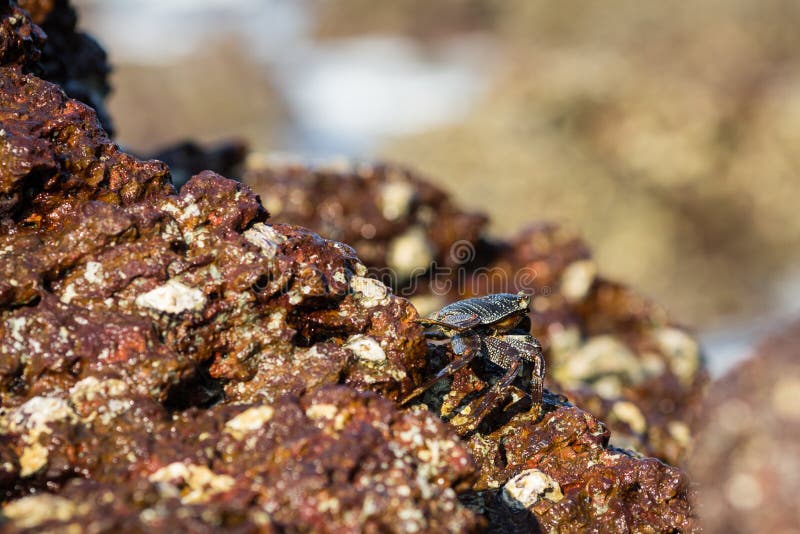 Crab on the rock stock image. Image of hermit, food, animals - 31298169