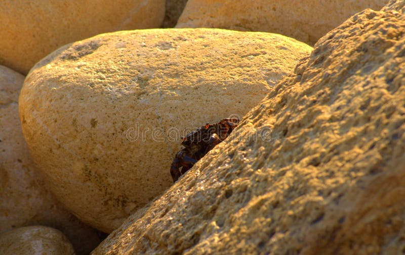 Crab on the rocks stock photo. Image of bulging, gourmet - 49809034
