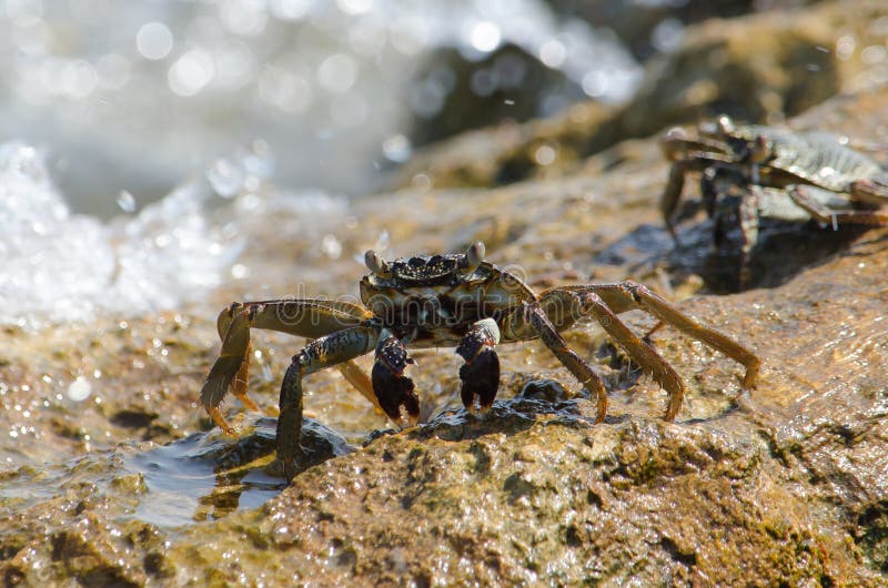 Crab on the rocks stock photo. Image of wave, sparkle - 63608086