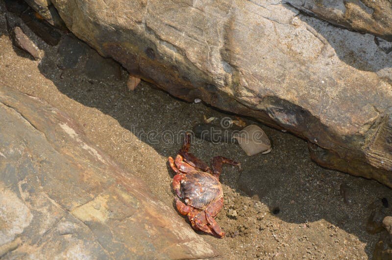 Crab on rocks stock photo. Image of natural, kerala - 148980484