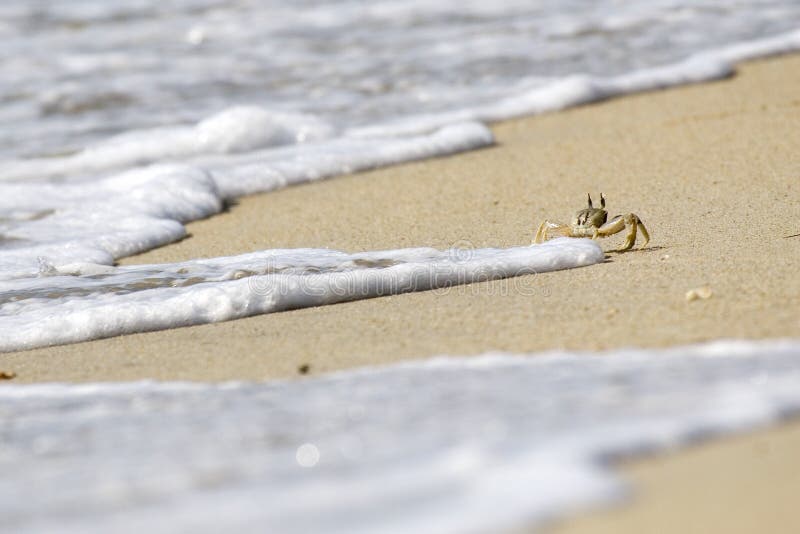 Crab running across road stock photo. Image of orange - 14126190