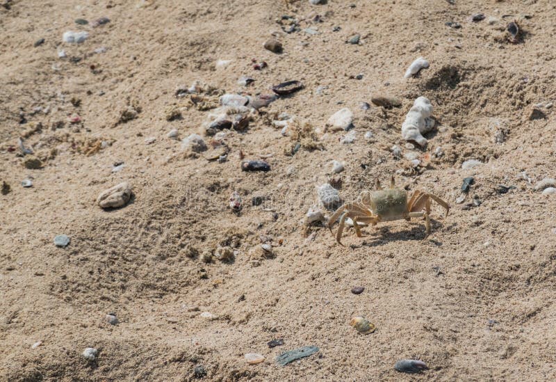 Crab Running Over the Sand and Mussels at the Beach Stock Photo - Image ...