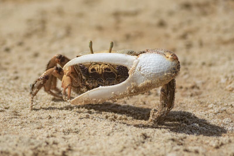 A Crab on the Sand Looks into the Frame and Hides Behind a Claw ...