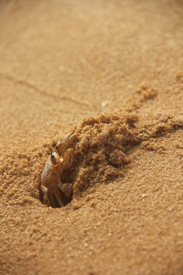 2,274 Hide Sand Photos - Free & Royalty-Free Stock Photos from Dreamstime