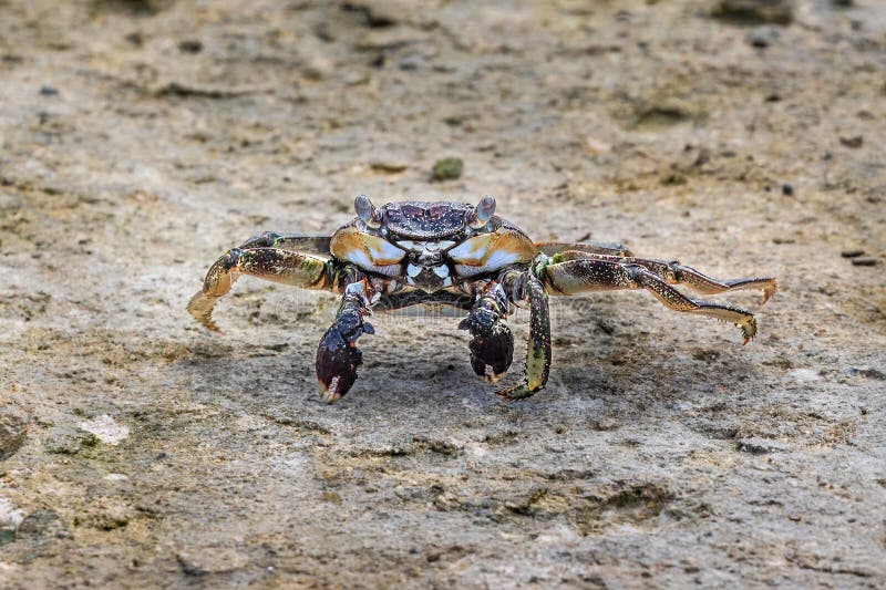Crab on Sandy Beach, Facing Camera. Stock Image - Image of closeup ...