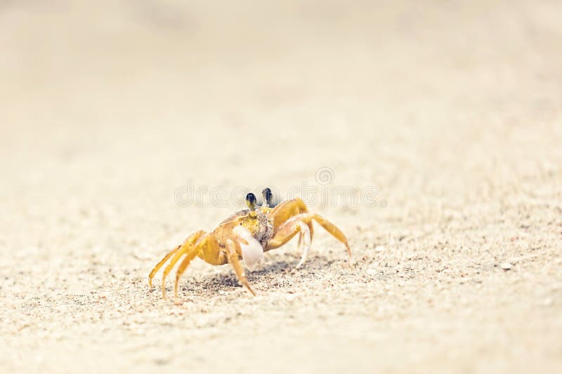 Crab on a sandy beach stock image. Image of sandy, sand - 278771269