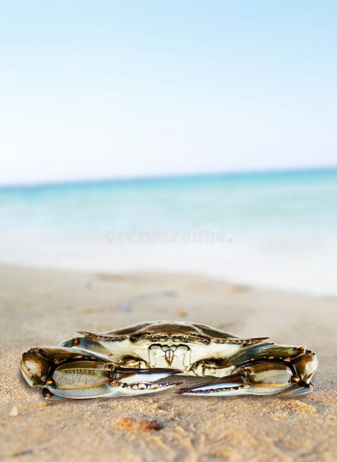 Prawn Posture Stock Photos - Free & Royalty-Free Stock Photos from ...