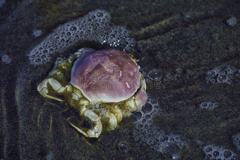 Crab at Sea, Color, Water and Sand Stock Image - Image of animal ...