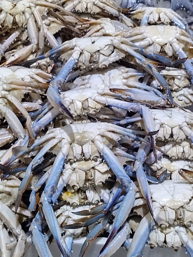 Crab sea food stock photo. Image of iron, animal, invertebrate - 260647744