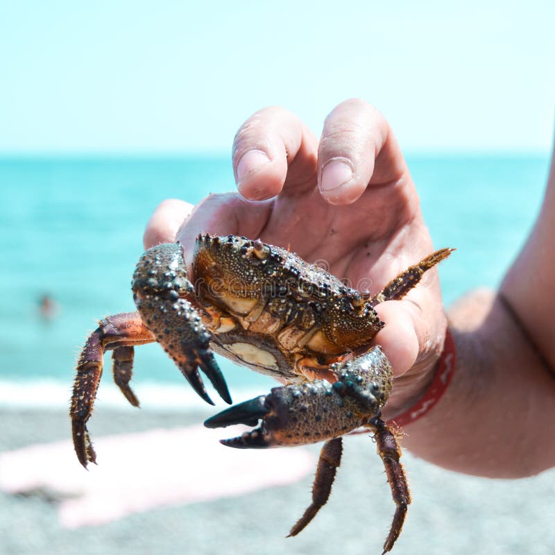 Crab stock photo. Image of life, integrity, live, island - 39849946