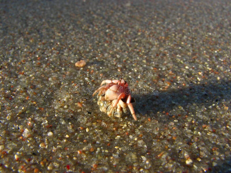 Crab stock photo. Image of crab, coast, shell, watched - 91619450