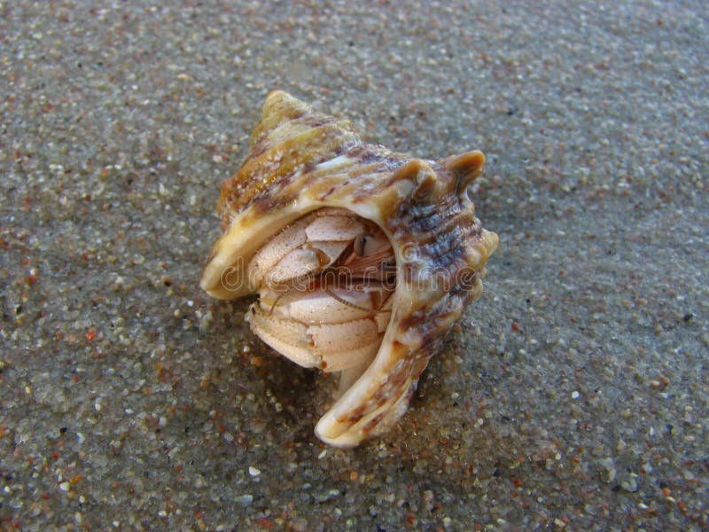 Crab stock image. Image of organism, home, watched, crab - 91619481